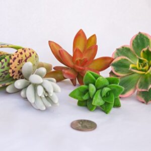 FATPLANTS 10 Living Succulent Cuttings