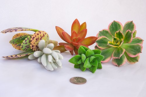 FATPLANTS 10 Living Succulent Cuttings