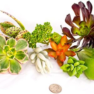 FATPLANTS 10 Living Succulent Cuttings