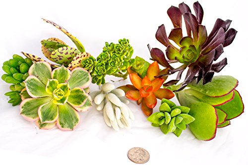 FATPLANTS 10 Living Succulent Cuttings