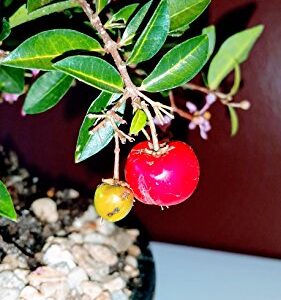 Bonsai Boy Flowering Dwarf Weeping Barbados Cherry Bonsai Tree - Medium Malpighia Pendiculata