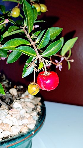 Bonsai Boy Flowering Dwarf Weeping Barbados Cherry Bonsai Tree - Medium Malpighia Pendiculata