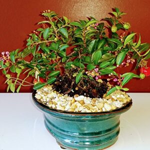 Bonsai Boy Flowering Dwarf Weeping Barbados Cherry Bonsai Tree - Medium Malpighia Pendiculata