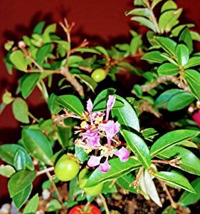 Bonsai Boy Flowering Dwarf Weeping Barbados Cherry Bonsai Tree - Medium Malpighia Pendiculata