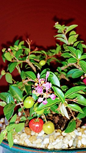 Bonsai Boy Flowering Dwarf Weeping Barbados Cherry Bonsai Tree - Medium Malpighia Pendiculata