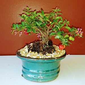 Bonsai Boy Flowering Dwarf Weeping Barbados Cherry Bonsai Tree - Medium Malpighia Pendiculata