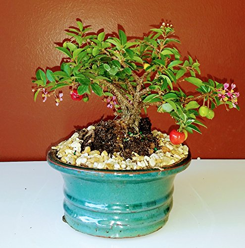 Bonsai Boy Flowering Dwarf Weeping Barbados Cherry Bonsai Tree - Medium Malpighia Pendiculata