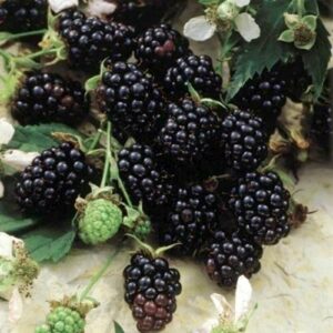 blackberry plants "sweetie-pie" price includes four (4) plants