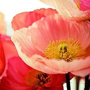 50,000 Shirley Poppies Seeds: Pastel Poppy Seeds