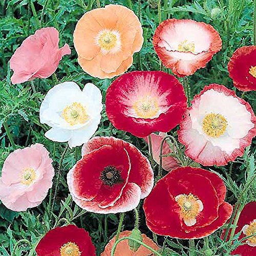 50,000 Shirley Poppies Seeds: Pastel Poppy Seeds