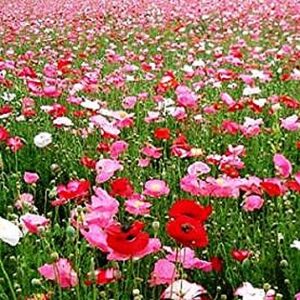 50,000 Shirley Poppies Seeds: Pastel Poppy Seeds