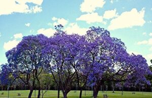 jacaranda cuspidifolia, blue rare flowering trumpet tree flamboyan seed 10 seeds