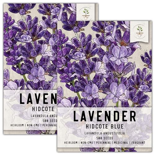 Seed Needs, Blue Hidcote Lavender Seeds - 500 Heirloom Seeds for Planting Lavandula angustifolia - Fragrant Perennial Medicinal Herb for Outdoor Gardens (2 Packs)