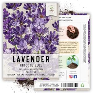 Seed Needs, Blue Hidcote Lavender Seeds - 500 Heirloom Seeds for Planting Lavandula angustifolia - Fragrant Perennial Medicinal Herb for Outdoor Gardens (2 Packs)