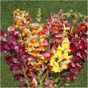 Seed Needs, Mixed Tetra Snapdragon Seeds - 1,000 Heirloom Seeds for Planting Antirrhinum majus - Annual Flowers to Attract Butterflies, Bumblebees, Honeybees & Other Pollinators (1 Pack)