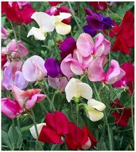 earthcare seeds fragrant sweet peas 100 seeds royal family (lathyrus odoratus)