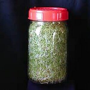 Non-GMO Broccoli Seeds for Sprouting Sprouts Microgreens (12oz of Pure Seed (60000+Seeds)). Country Creek LLC. Brand.