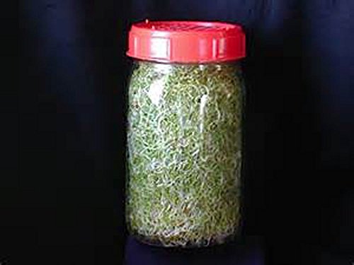 Non-GMO Broccoli Seeds for Sprouting Sprouts Microgreens (12oz of Pure Seed (60000+Seeds)). Country Creek LLC. Brand.