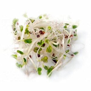 Non-GMO Broccoli Seeds for Sprouting Sprouts Microgreens (12oz of Pure Seed (60000+Seeds)). Country Creek LLC. Brand.