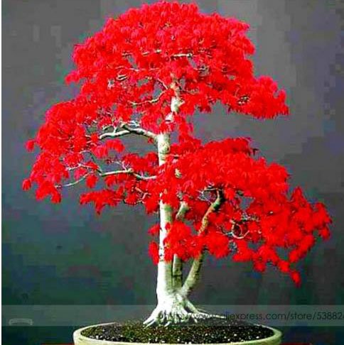 100% True Japanese Red Maple Bonsai Tree Cheap Seeds, Pro Pack, 20 Seeds / Pack, 2 Packs, Very Beautiful Indoor Tree NF924