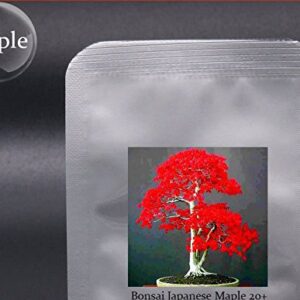 100% True Japanese Red Maple Bonsai Tree Cheap Seeds, Pro Pack, 20 Seeds / Pack, 2 Packs, Very Beautiful Indoor Tree NF924