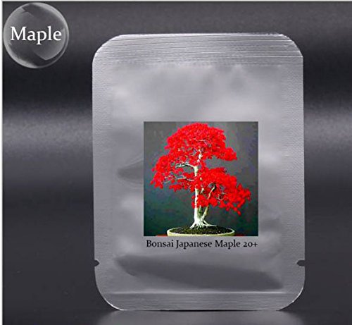 100% True Japanese Red Maple Bonsai Tree Cheap Seeds, Pro Pack, 20 Seeds / Pack, 2 Packs, Very Beautiful Indoor Tree NF924