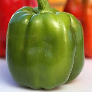 emerald giant pepper seeds - 250 mg ~30 seeds - non-gmo, open pollinated, heirloom, vegetable gardening seeds - sweet bell pepper