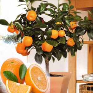 10 Edible Fruit Orange Tree Seeds, Bonsai Citrus Orange Tree Seeds