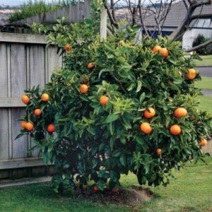 10 Edible Fruit Orange Tree Seeds, Bonsai Citrus Orange Tree Seeds