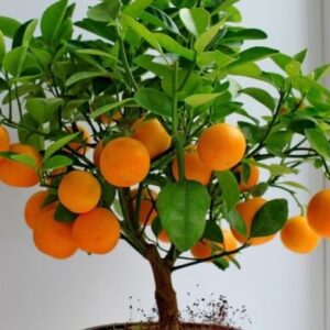 10 Edible Fruit Orange Tree Seeds, Bonsai Citrus Orange Tree Seeds