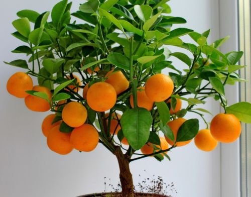 10 Edible Fruit Orange Tree Seeds, Bonsai Citrus Orange Tree Seeds