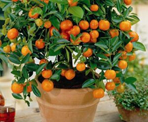 10 edible fruit mandarin bonsai tree seeds, citrus bonsai mandarin orange seeds