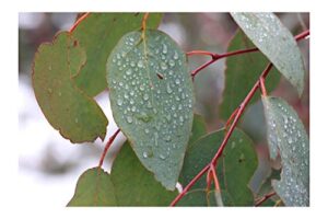 rainbow eucalyptus tree 25 seeds eucalyptus deglupta smooth colored bark aromatic small white flower clusters houseplant bonsai -standard