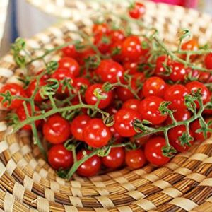 30+ Sweetie Cherry a.k.a. Sugar Sweetie Tomato Seeds, Heirloom Non-GMO, Extra Sweet, Heavy-Yielding, Indeterminate, Open-Pollinated, Delicious, from USA