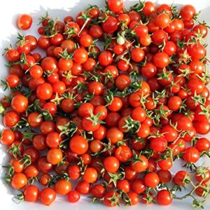 30+ Sweetie Cherry a.k.a. Sugar Sweetie Tomato Seeds, Heirloom Non-GMO, Extra Sweet, Heavy-Yielding, Indeterminate, Open-Pollinated, Delicious, from USA