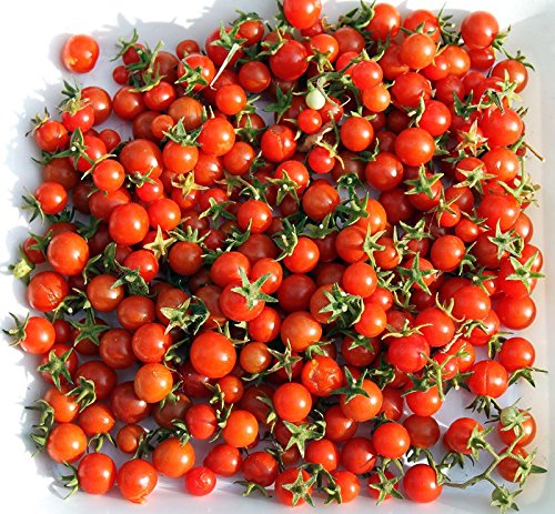 30+ Sweetie Cherry a.k.a. Sugar Sweetie Tomato Seeds, Heirloom Non-GMO, Extra Sweet, Heavy-Yielding, Indeterminate, Open-Pollinated, Delicious, from USA