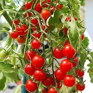 30+ Sweetie Cherry a.k.a. Sugar Sweetie Tomato Seeds, Heirloom Non-GMO, Extra Sweet, Heavy-Yielding, Indeterminate, Open-Pollinated, Delicious, from USA