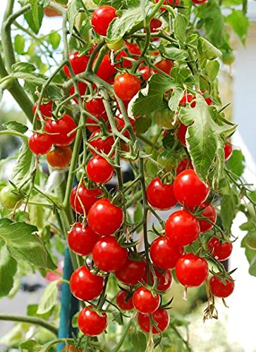 30+ Sweetie Cherry a.k.a. Sugar Sweetie Tomato Seeds, Heirloom Non-GMO, Extra Sweet, Heavy-Yielding, Indeterminate, Open-Pollinated, Delicious, from USA