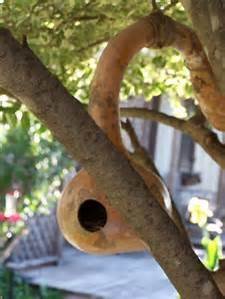 Gourd Seeds Birdhouse Bottle Gourd Seeds, 25 Seed Pack, USA Product.