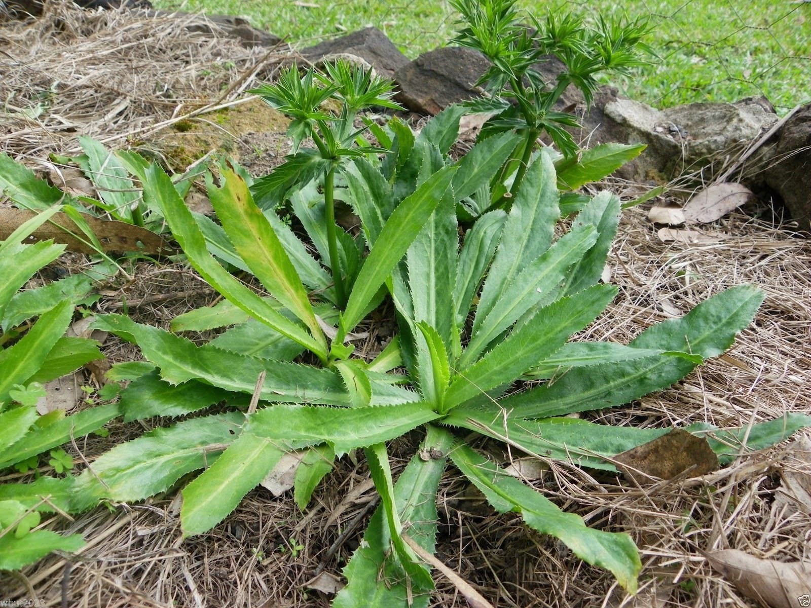 Culantro Seeds,Recao,A.K.A;Vietnamese Coriander,Thai Parsley,ngo gai,Shadon beni