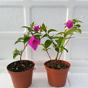 *Two Royal Purple Bougainvillea Plant -Indoors/Out or Bonsai/from Jmbamboo