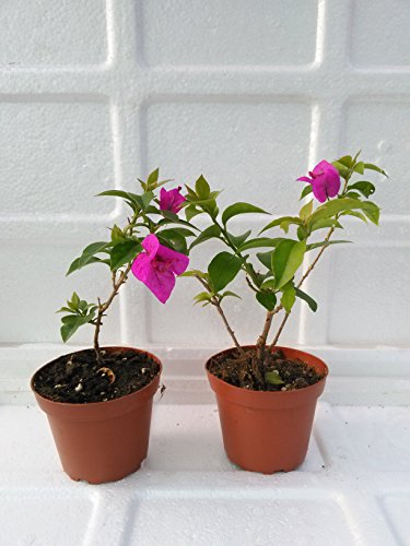 *Two Royal Purple Bougainvillea Plant -Indoors/Out or Bonsai/from Jmbamboo