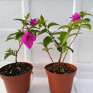 *Two Royal Purple Bougainvillea Plant -Indoors/Out or Bonsai/from Jmbamboo