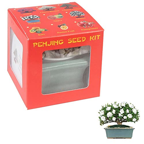 Eve's Garden Dwarf Gardenia Penjing Seed Kit, The Chinese Art of Bonsai, Complete Kit to Grow Flowering Dwarf Gardenia Penjing from Seed