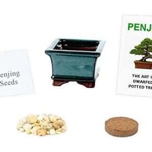 Eve's Garden Dwarf Gardenia Penjing Seed Kit, The Chinese Art of Bonsai, Complete Kit to Grow Flowering Dwarf Gardenia Penjing from Seed