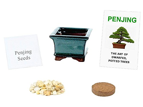 Eve's Garden Dwarf Gardenia Penjing Seed Kit, The Chinese Art of Bonsai, Complete Kit to Grow Flowering Dwarf Gardenia Penjing from Seed