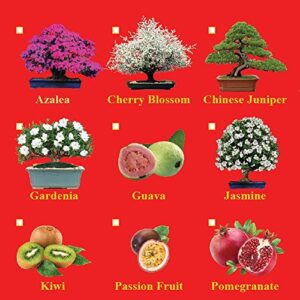 Eve's Garden Dwarf Gardenia Penjing Seed Kit, The Chinese Art of Bonsai, Complete Kit to Grow Flowering Dwarf Gardenia Penjing from Seed