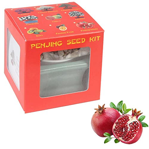 Eve's Garden Pomegranate Penjing Seed Kit, The Chinese Art of Bonsai, Complete Kit to Grow Fruit-Bearing Pomegranate Penjing from Seed