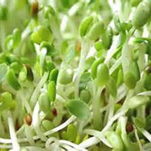 Alfalfa Sprouting Seed, NON GMO - 2 Oz -Country Creek LLC Brand - High Sprout Germination- Edible Seeds, Gardening, Hydroponics, Growing Salad Sprouts, Planting, Food Storage & More