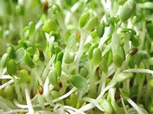 Alfalfa Sprouting Seed, NON GMO - 2 Oz -Country Creek LLC Brand - High Sprout Germination- Edible Seeds, Gardening, Hydroponics, Growing Salad Sprouts, Planting, Food Storage & More